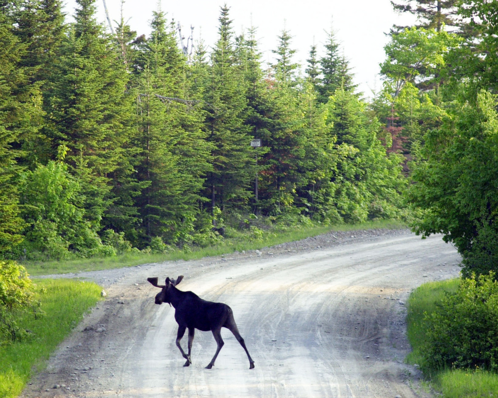 Biologist pitches new study to aid Maine’s moose herd