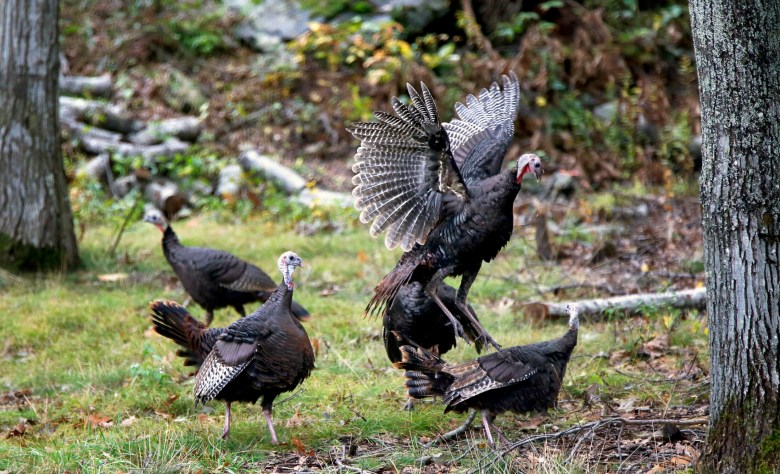 Wild turkey menace: Birds peck cars, deflate kiddie pools and harass ...