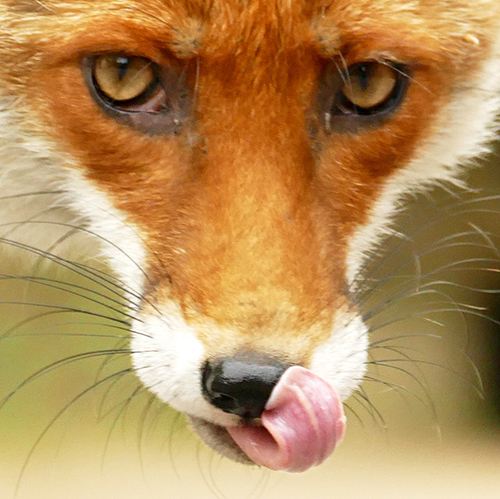 Guest column: Rabies’ horrifying symptoms inspired folktales of humans ...