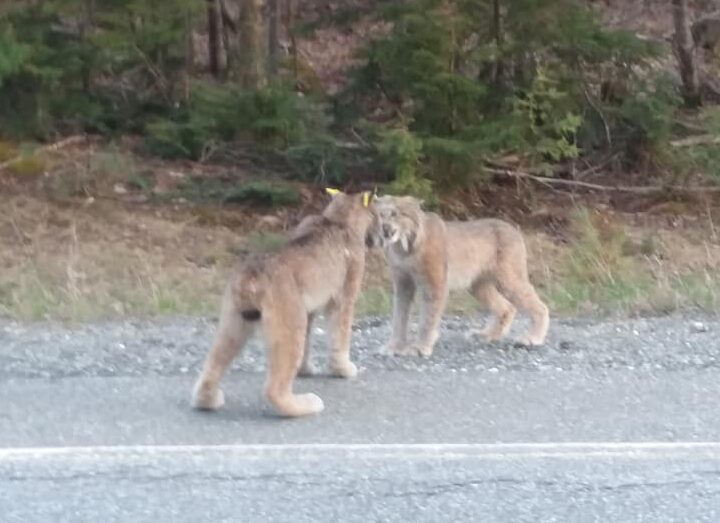 Belgrade man captures video of rare sight: Sparring lynx growling at ...