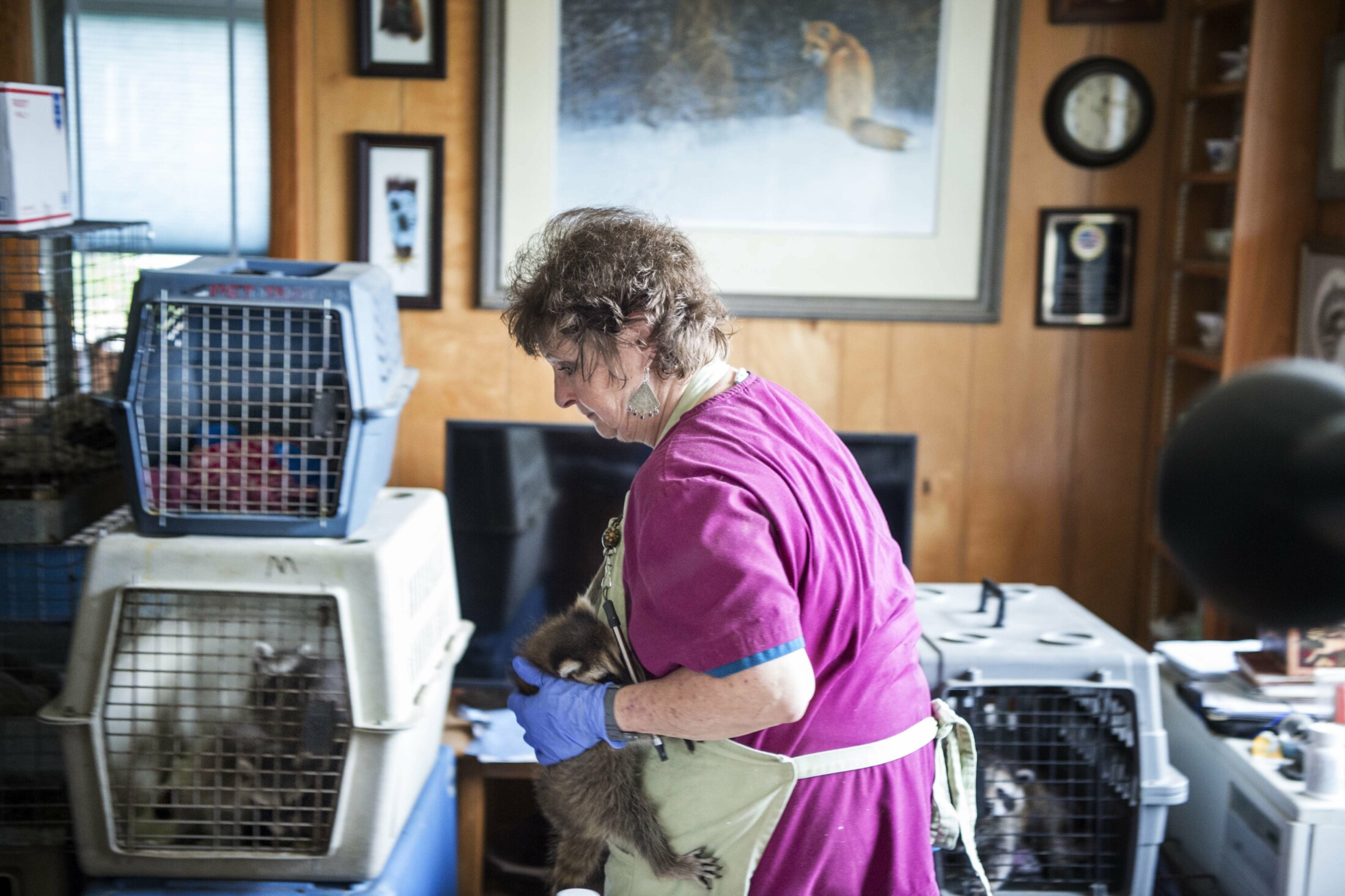 Donald Cote caring for fawns 062119 - Press Herald