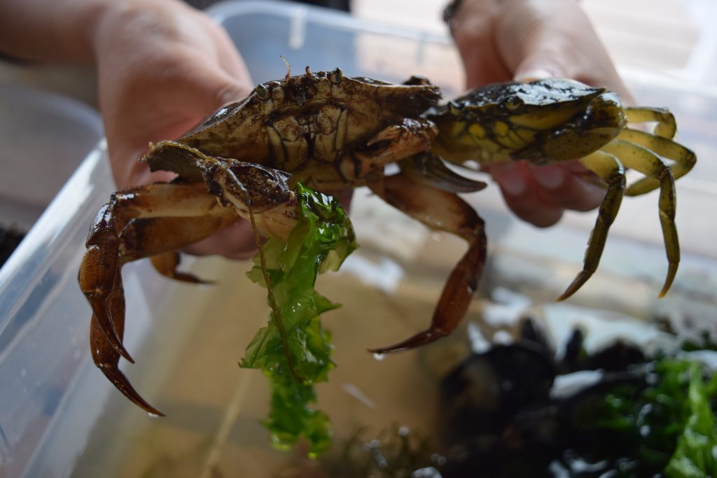 Culinary solution sought for green crab infestation