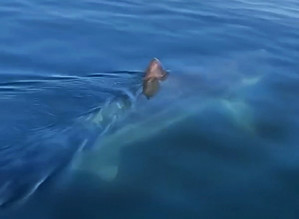 Shark sighting prompts beach advisory in York