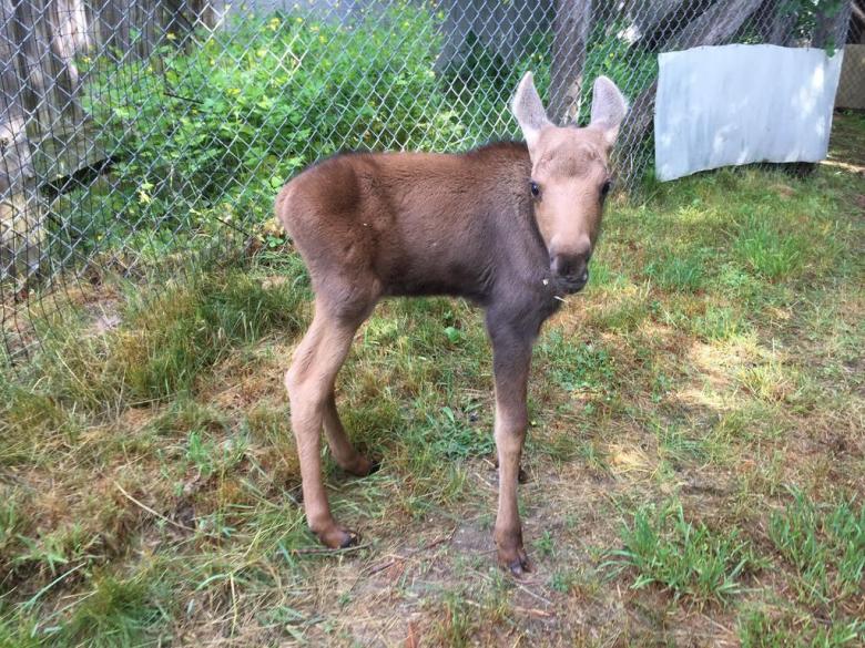 Beloved moose remembered fondly after sudden death