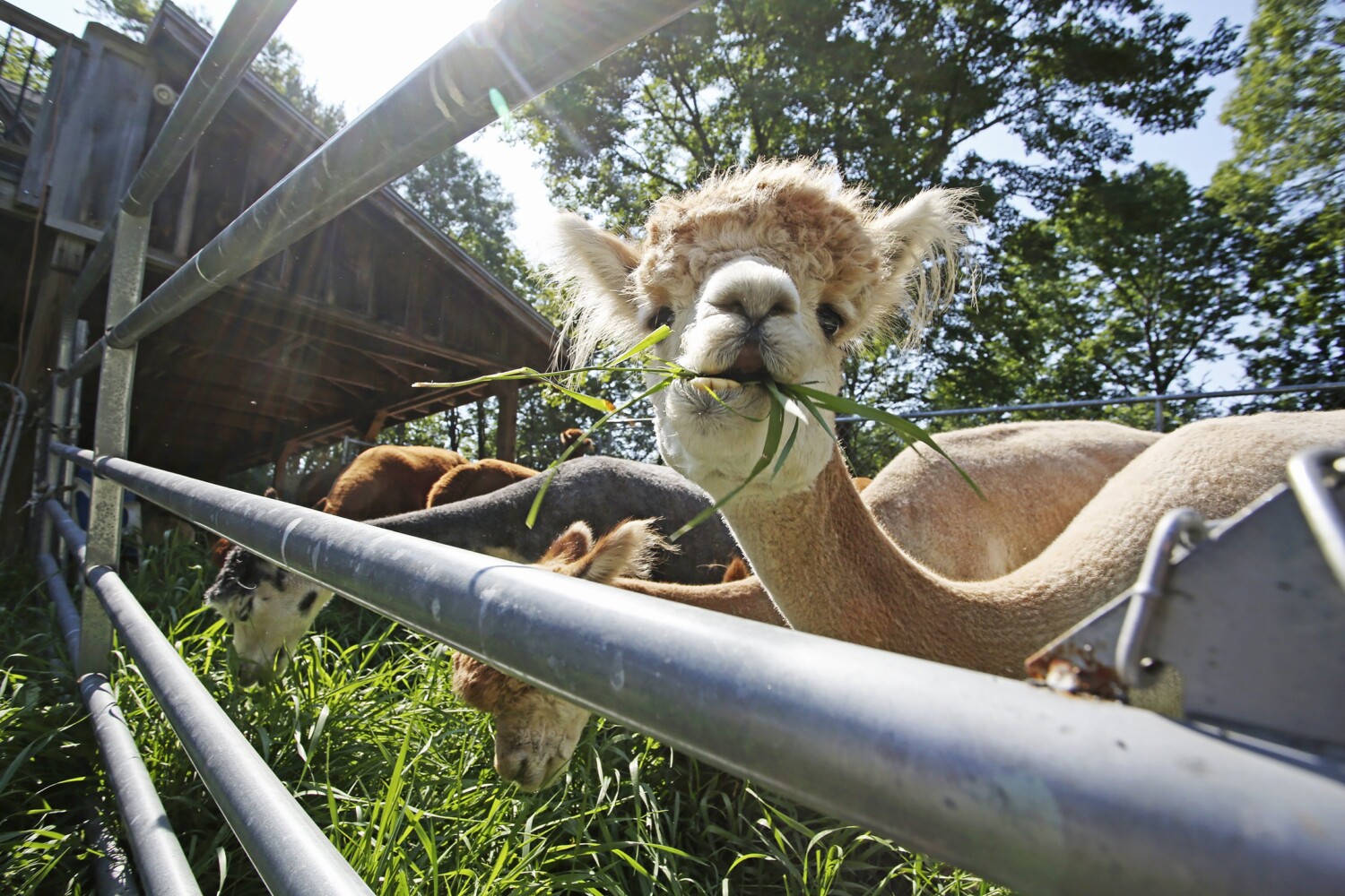 open farm day gallery - Press Herald