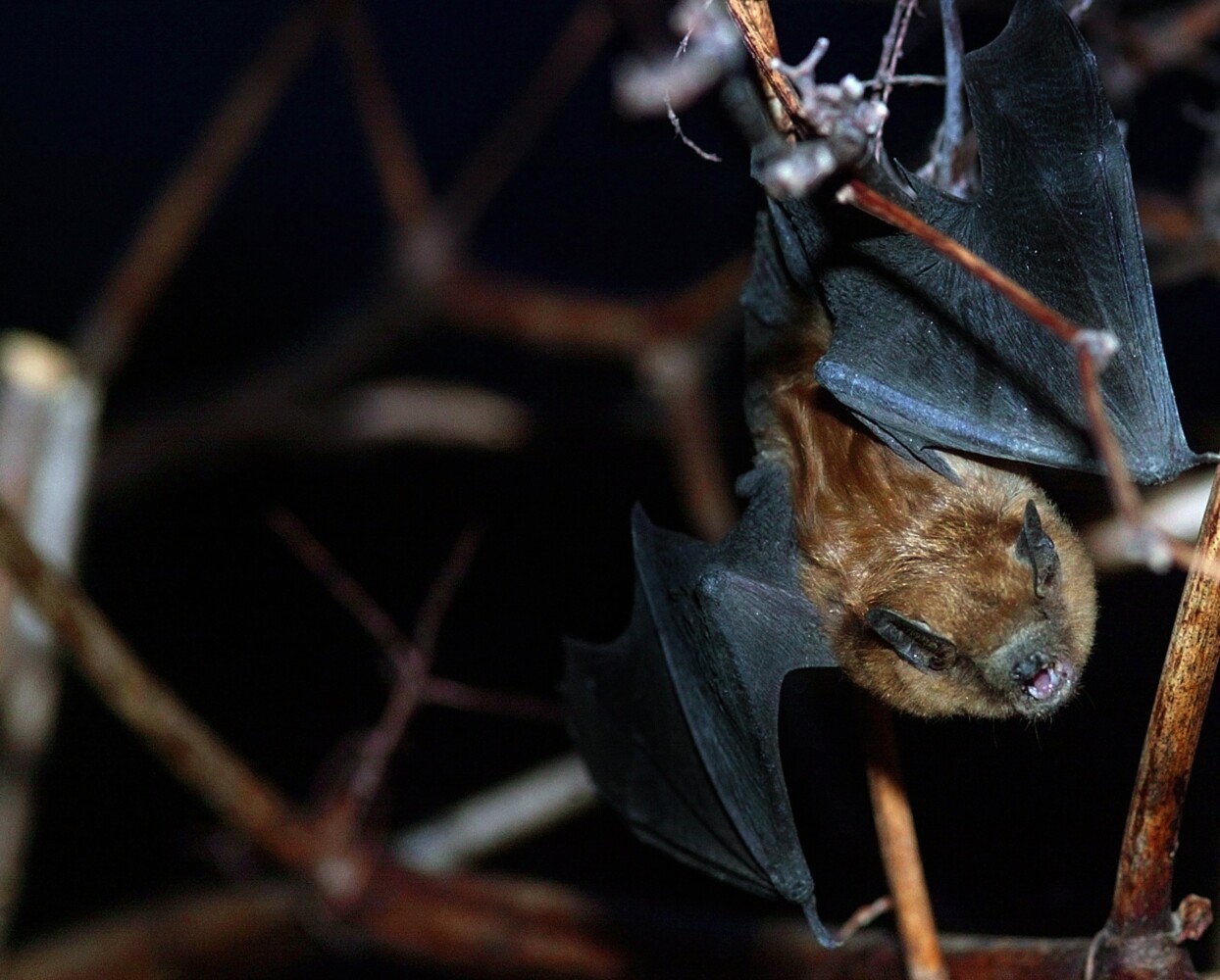 Seeing more bats in Maine? Here’s why.
