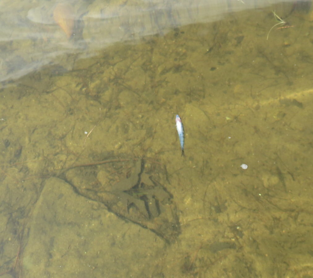 Parasite killing white perch in Harrison lake