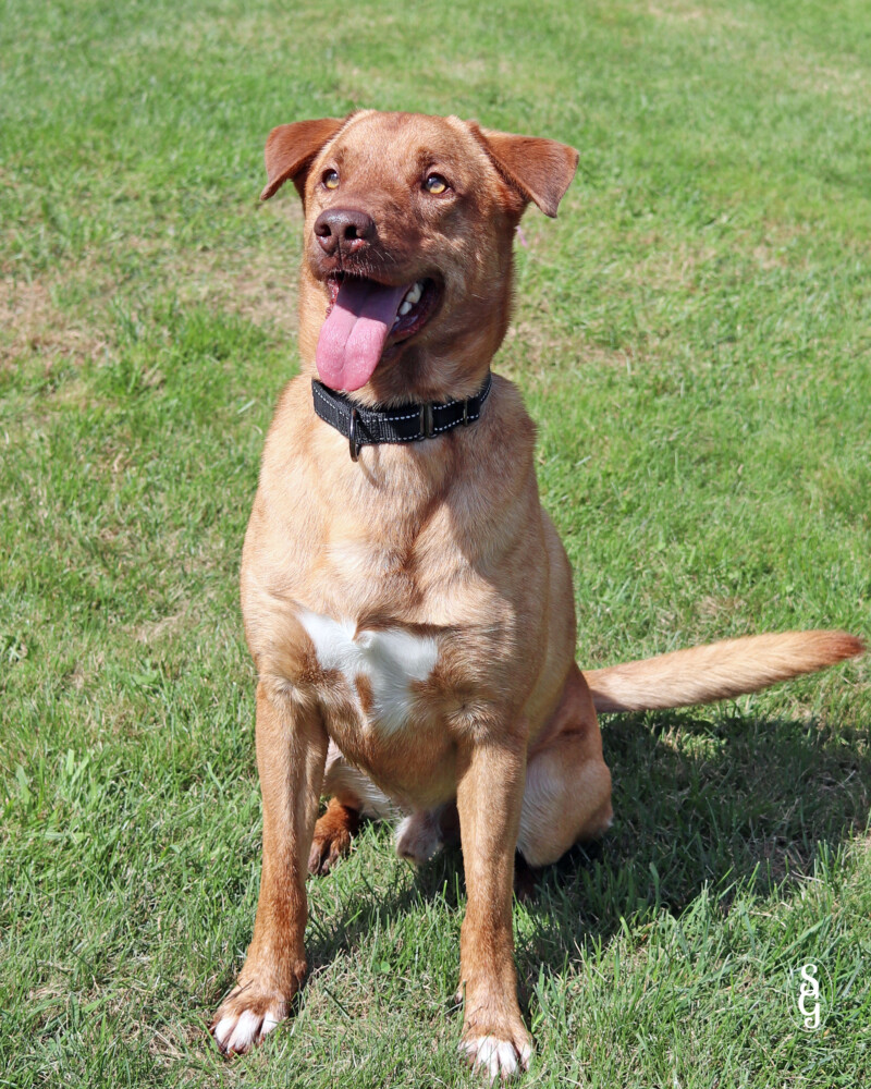 Pet of the Week: Miles