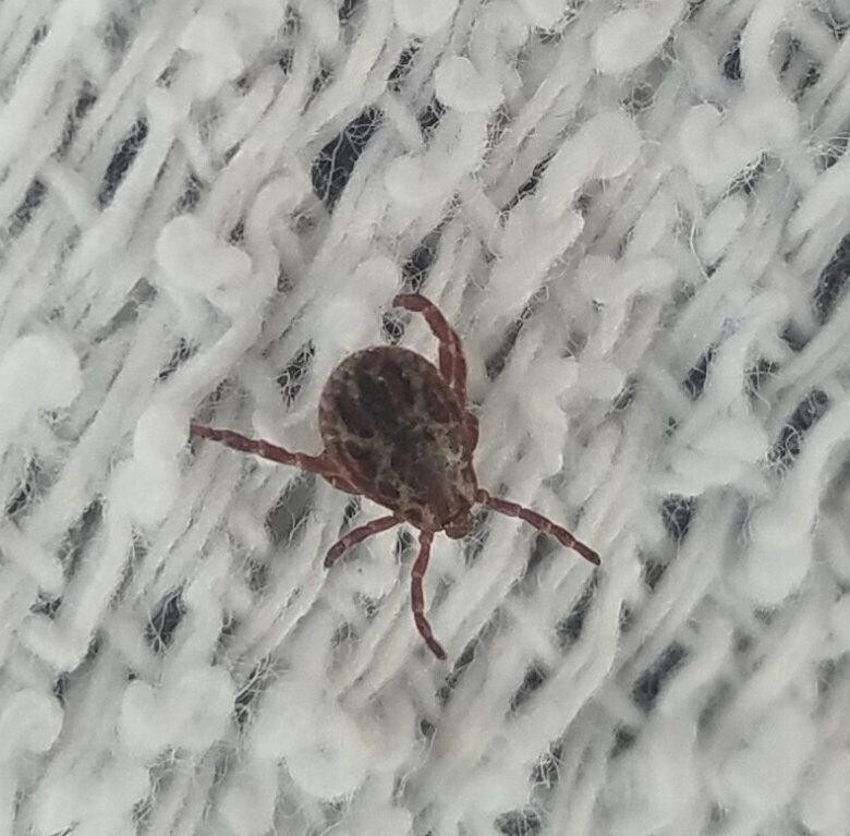 Ticked off: Tracking tick encounters and diseases