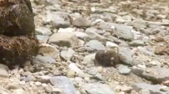 Tourists warned of mysterious rolling balls of poop in Great Smoky ...