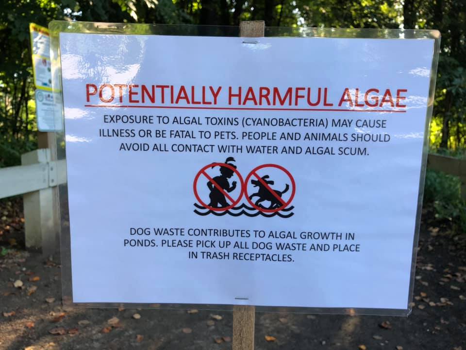 South Portland warns park visitors about pond algae that can kill dogs