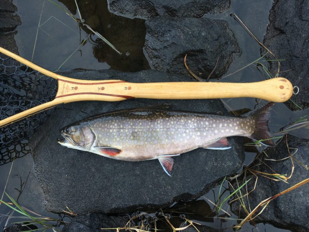 Maine Compass: Restore Maine’s place as bastion of wild, native fish