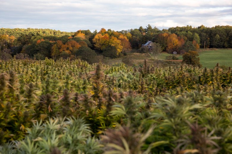 Everything you need to know about hemp