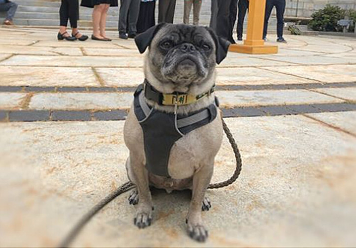 Welcome to the dog days of Portland’s mayoral race