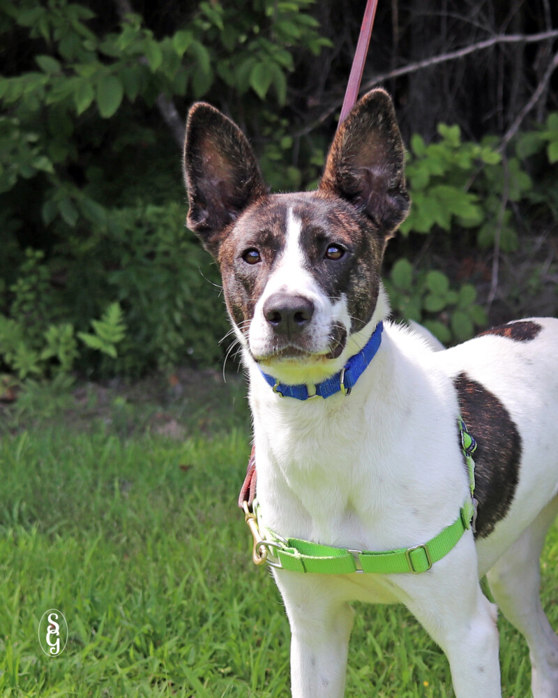 Pet of the week: Priscilla