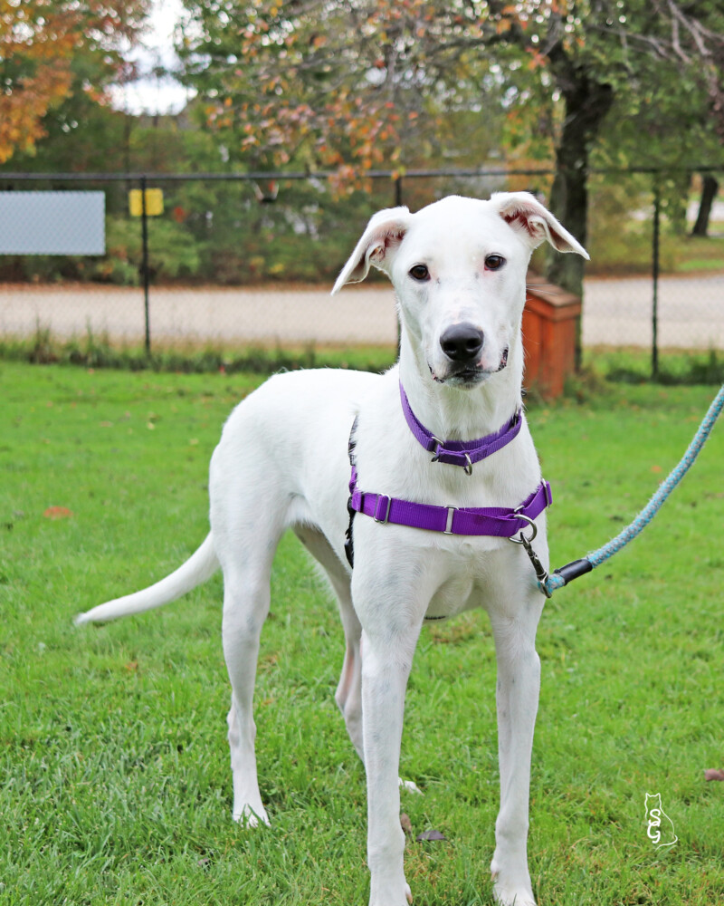 Pet of the Week: Lily