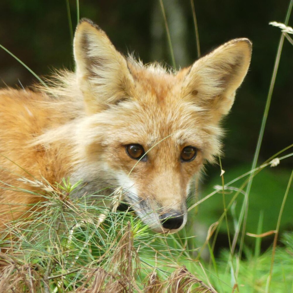 Rabid fox attacks Lisbon woman