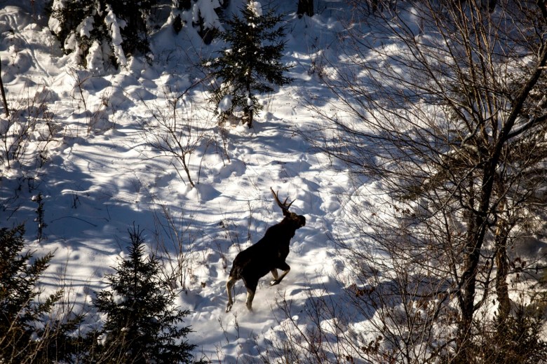 moose lottery Archives - The Portland Press Herald