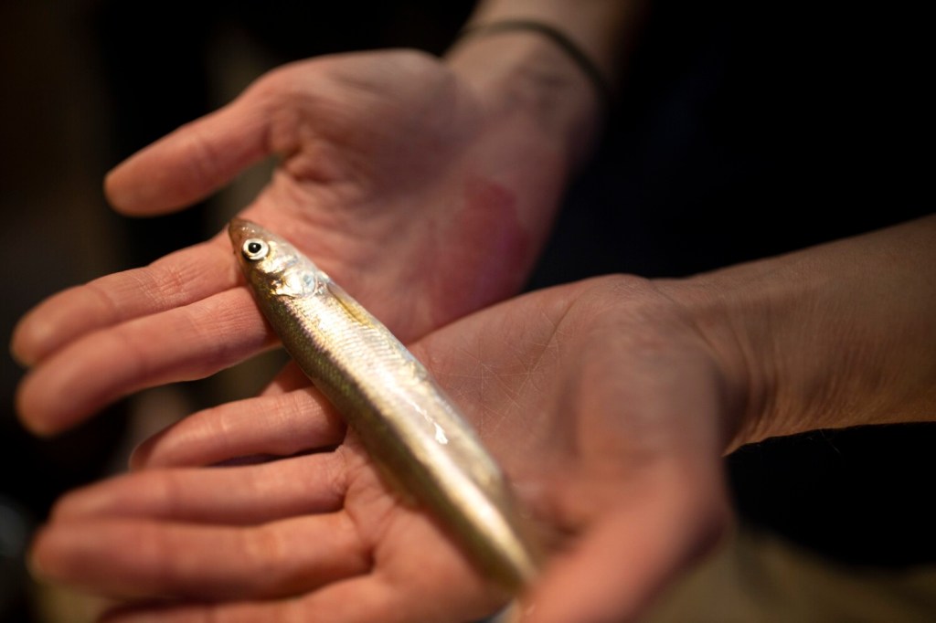New smelt study will help record once-rich Maine resource
