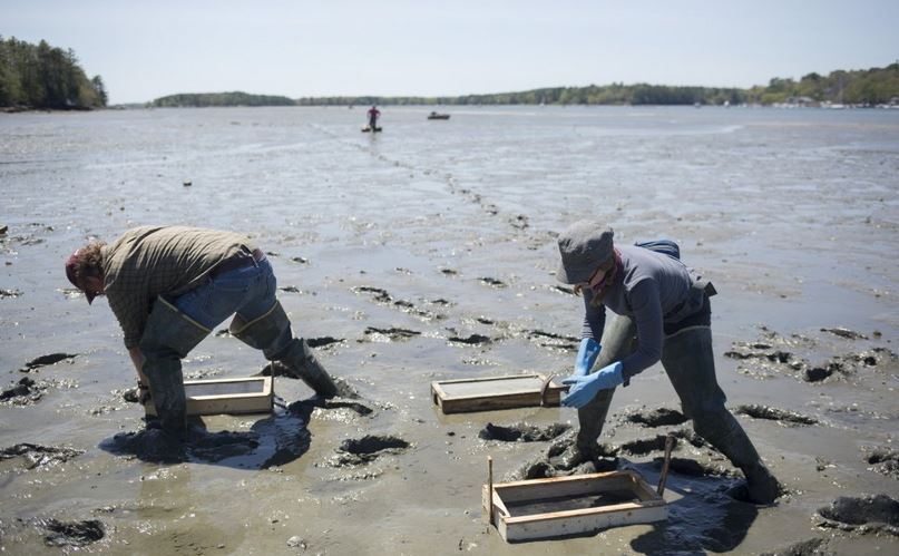 Kennebunkport shellfish licenses available June 11