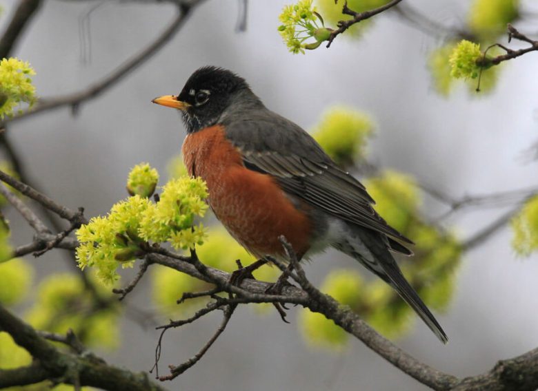 Ask a Naturalist: Why does a bird bash into windows repeatedly?