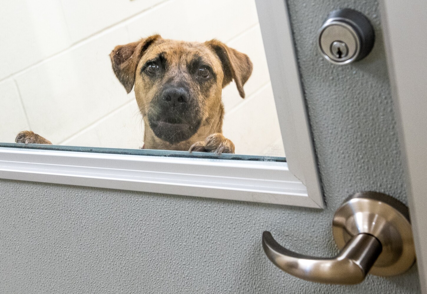 Seized Maine animals caught in legal pandemic limbo