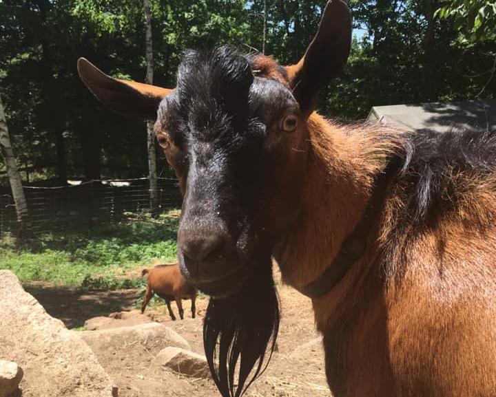 Denmark: What happened to Ron the goat?