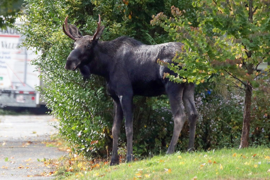 Moose finally captured in South Portland after 2 days on the lam