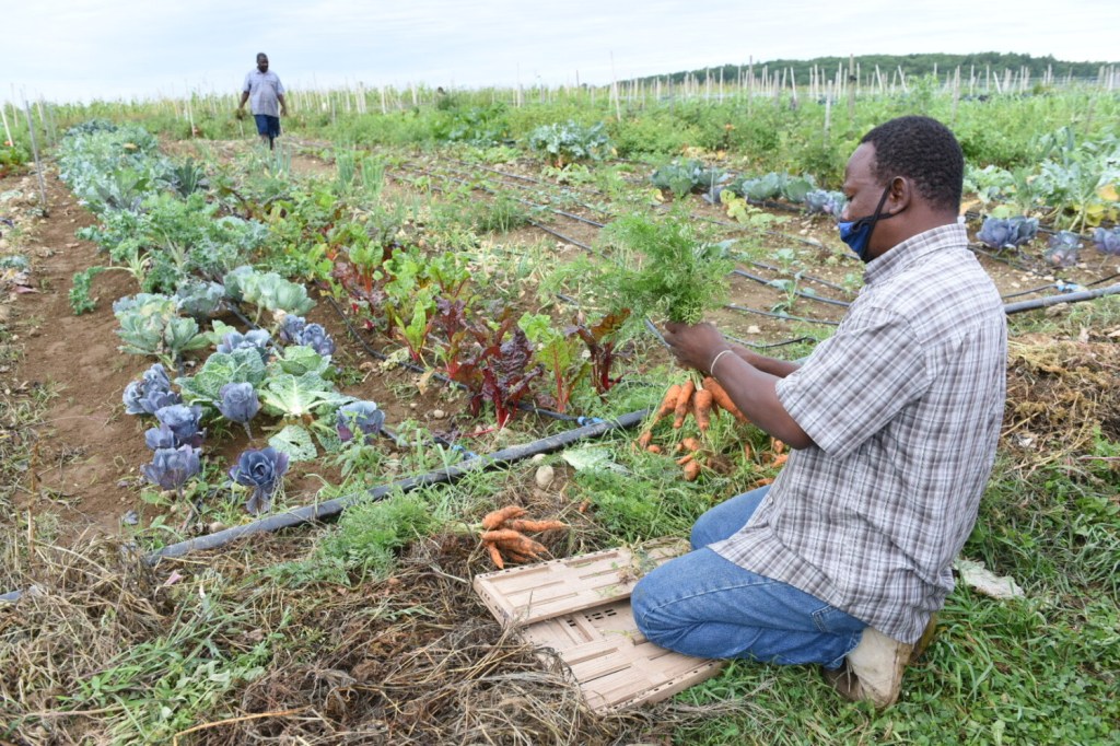 Wales land opens ‘world of possibilities’ for Somali Bantu farmers