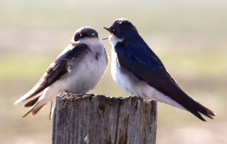 Ask Maine Audubon: What trends are revealed from the new Maine Bird Atlas?