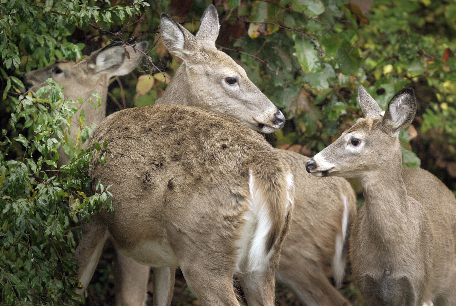 Hunting: Deer hunting has its share of myths and misconceptions