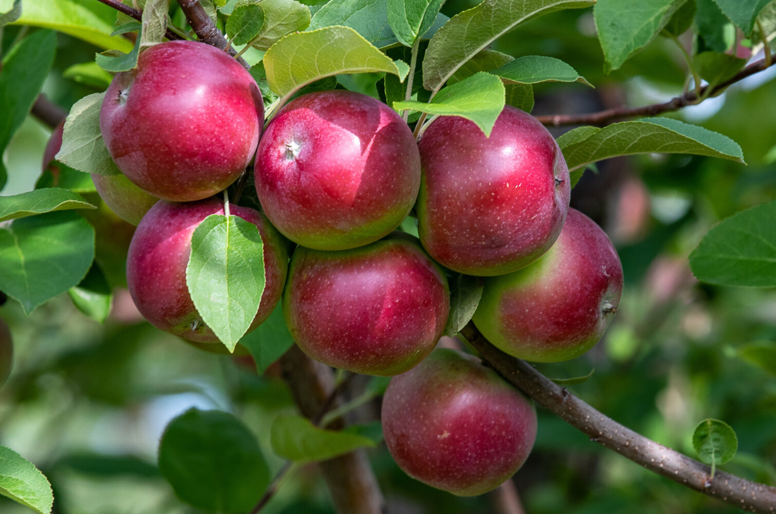 Maine Apple Sunday arrives as orchards report a bountiful harvest