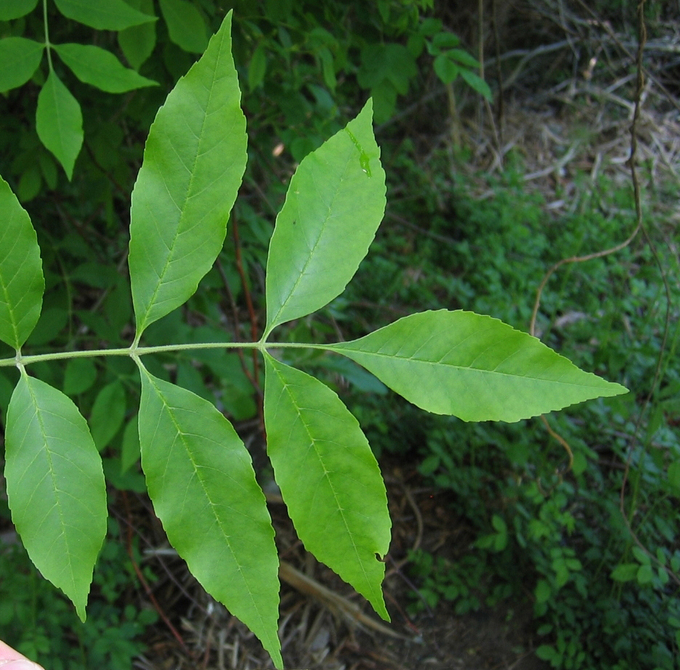 Maine officials hunt for ash trees sold at Lowe’s