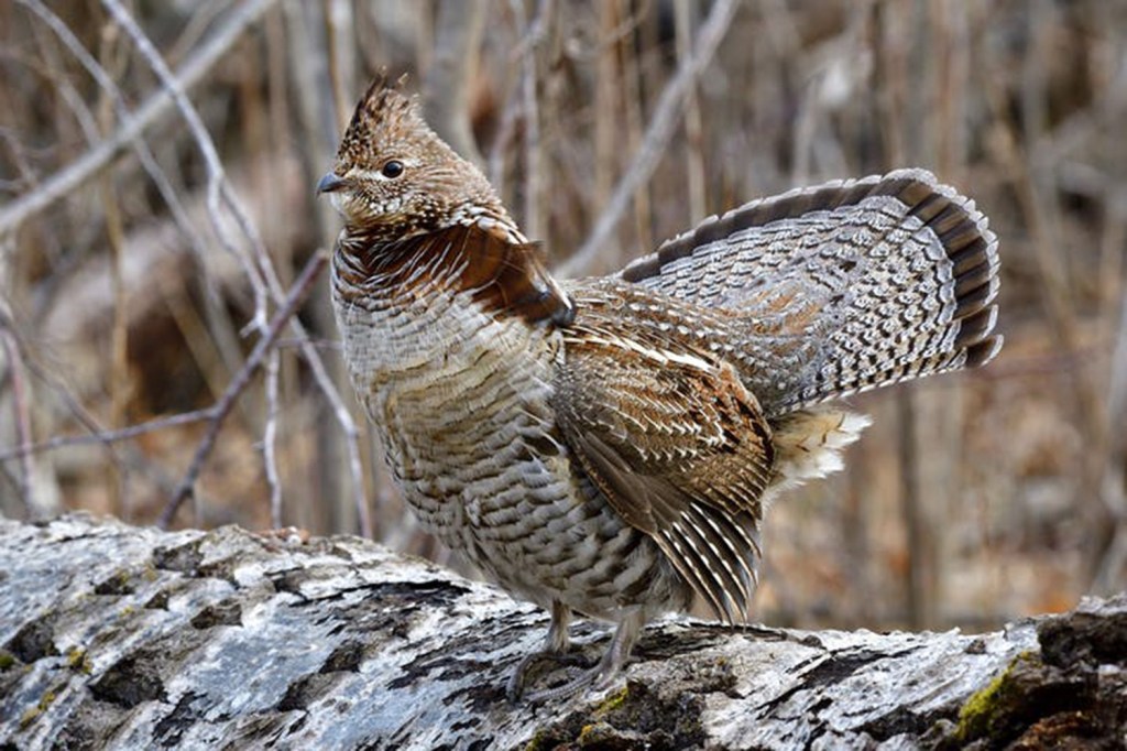 Grouse hunters expected to pour into North Maine Woods