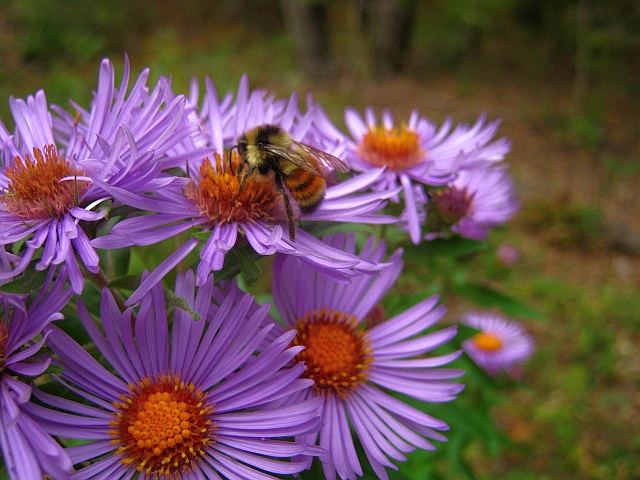 Dana Wilde: An autumn bee