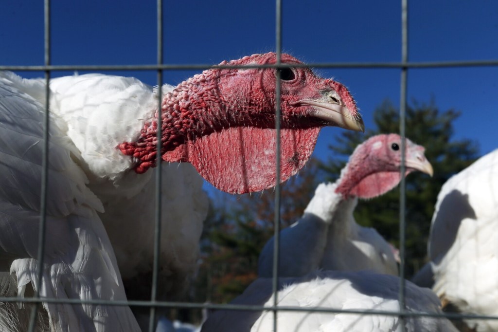 What size turkey will your family gobble?