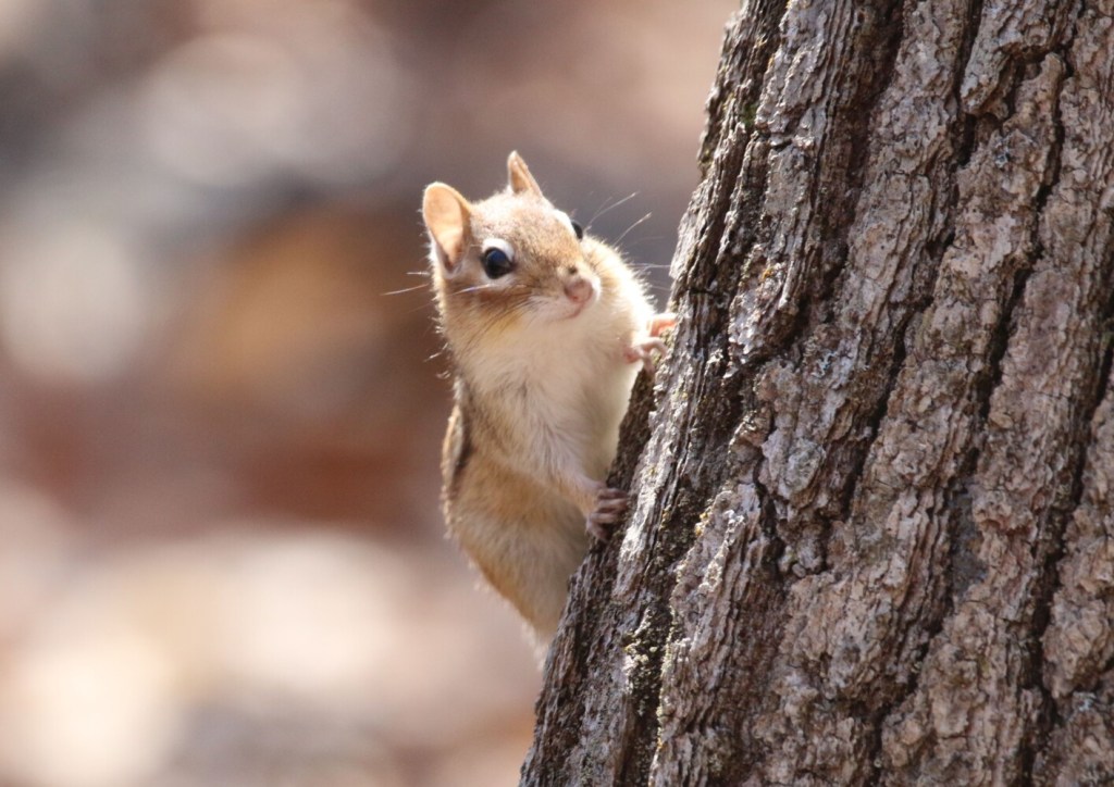Mahoosuc Land Trust to begin first harvest of McCoy-Chapman Forest
