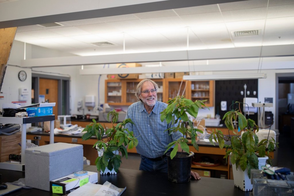 Tom Klak: Rescue mission to save the American chestnut