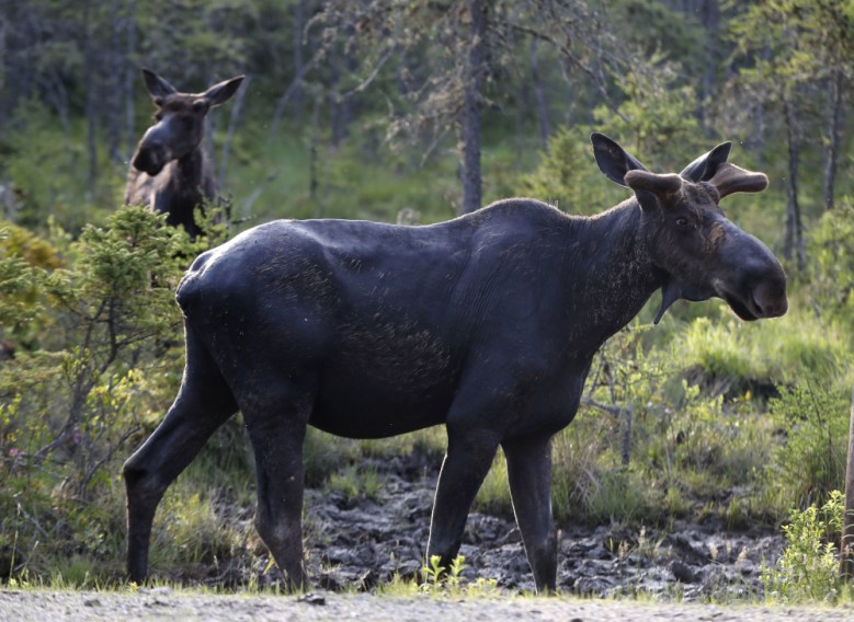 How to prepare if you are drawn in the moose lottery