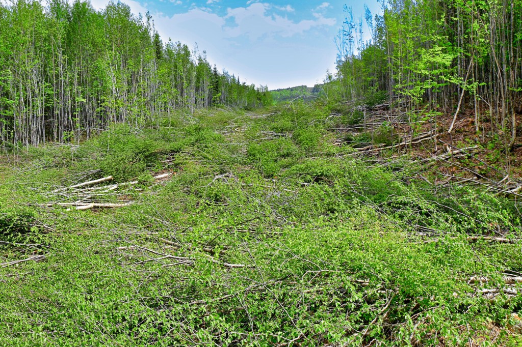 Documents reveal spending, legal strategy for embattled power line project