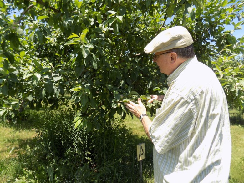 New Sharon orchard grows heirloom apples and more