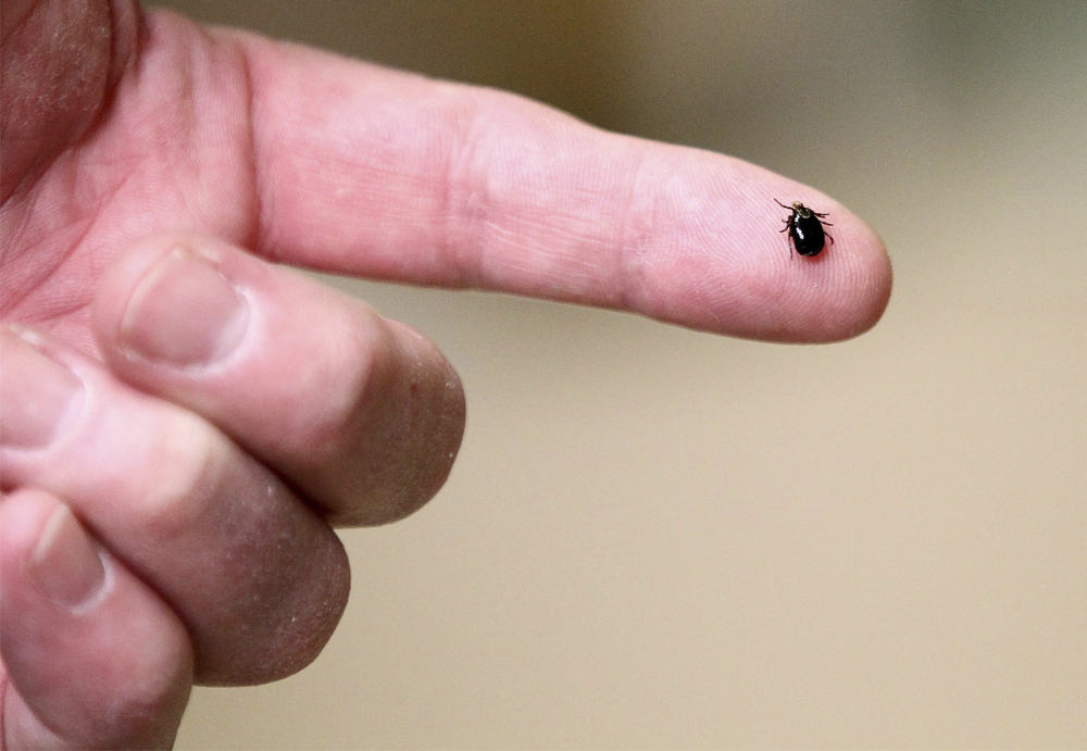 UMaine gets federal funds for tick research as state sets record for ...