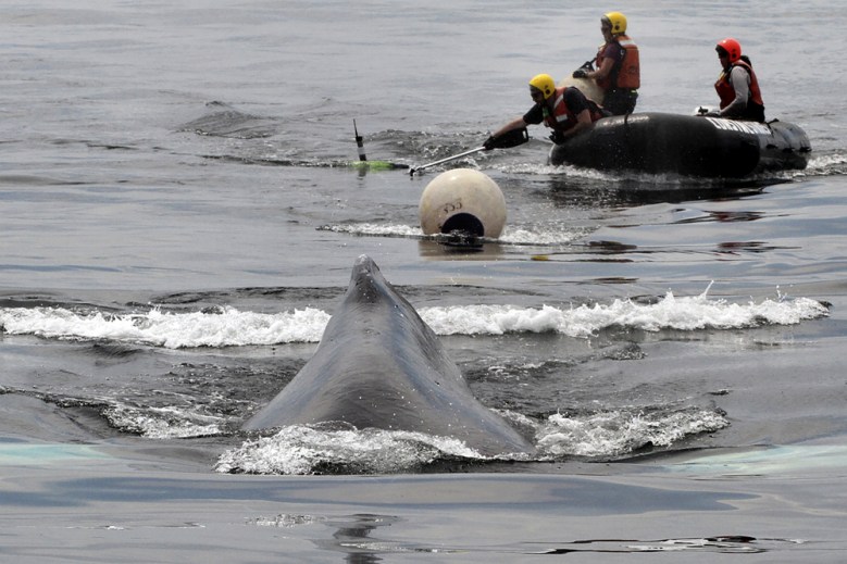 Maine Voices: Entanglement isn’t just a right whale problem