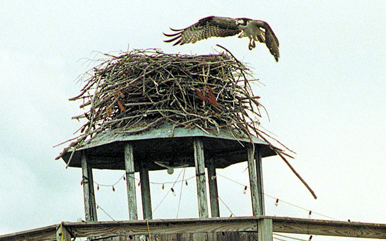 Birding: Watching bird traffic can lead to nesting sites