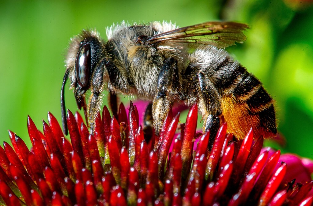 Pesky bugs? Nope, important pollinators. And they could use your help.