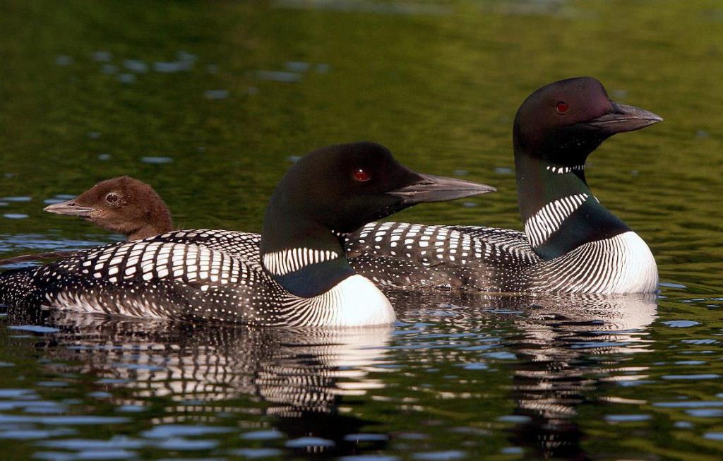 2021 loon count set for July 17