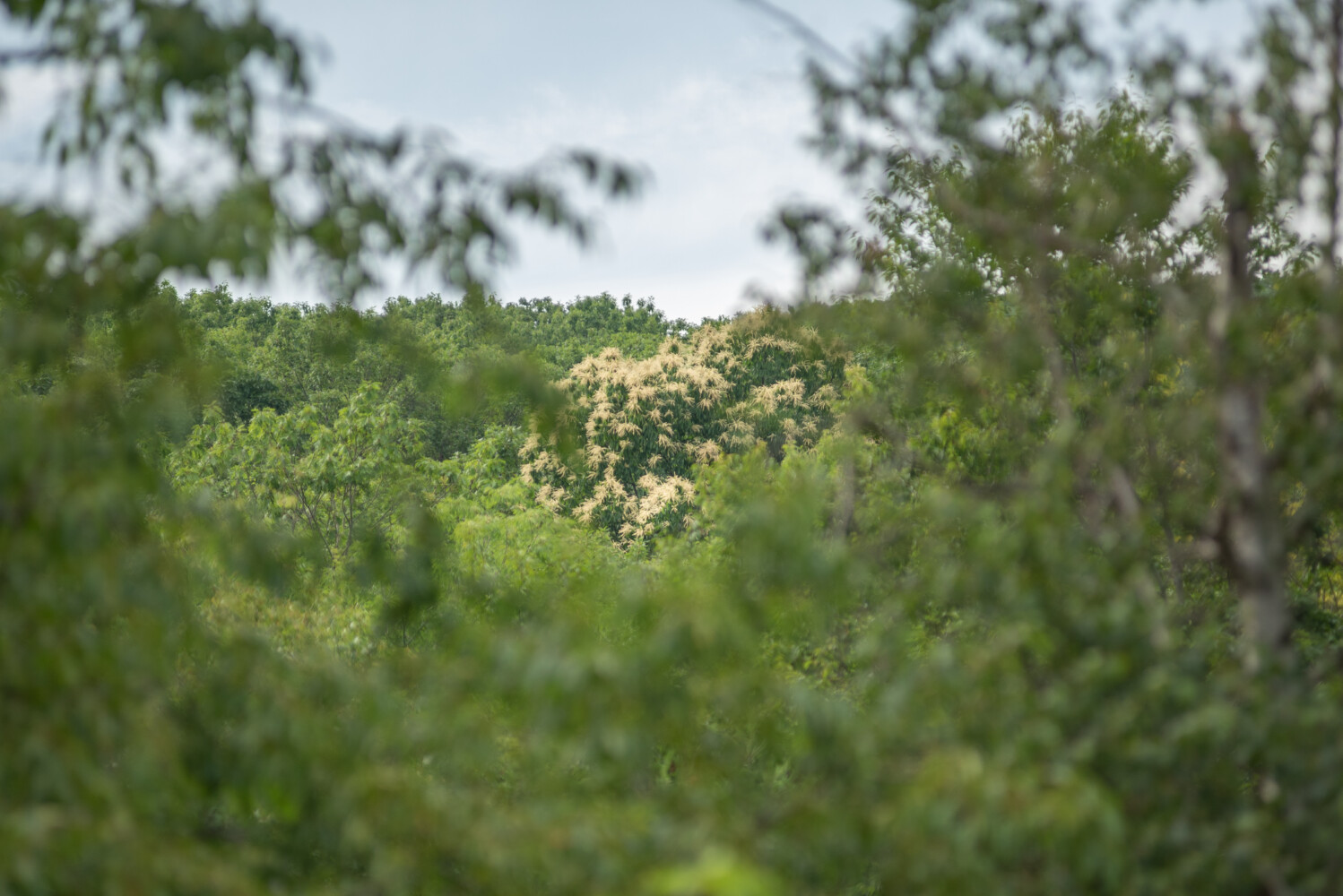 Revisiting a very beautiful, 114-foot-tall American chestnut tree that ...