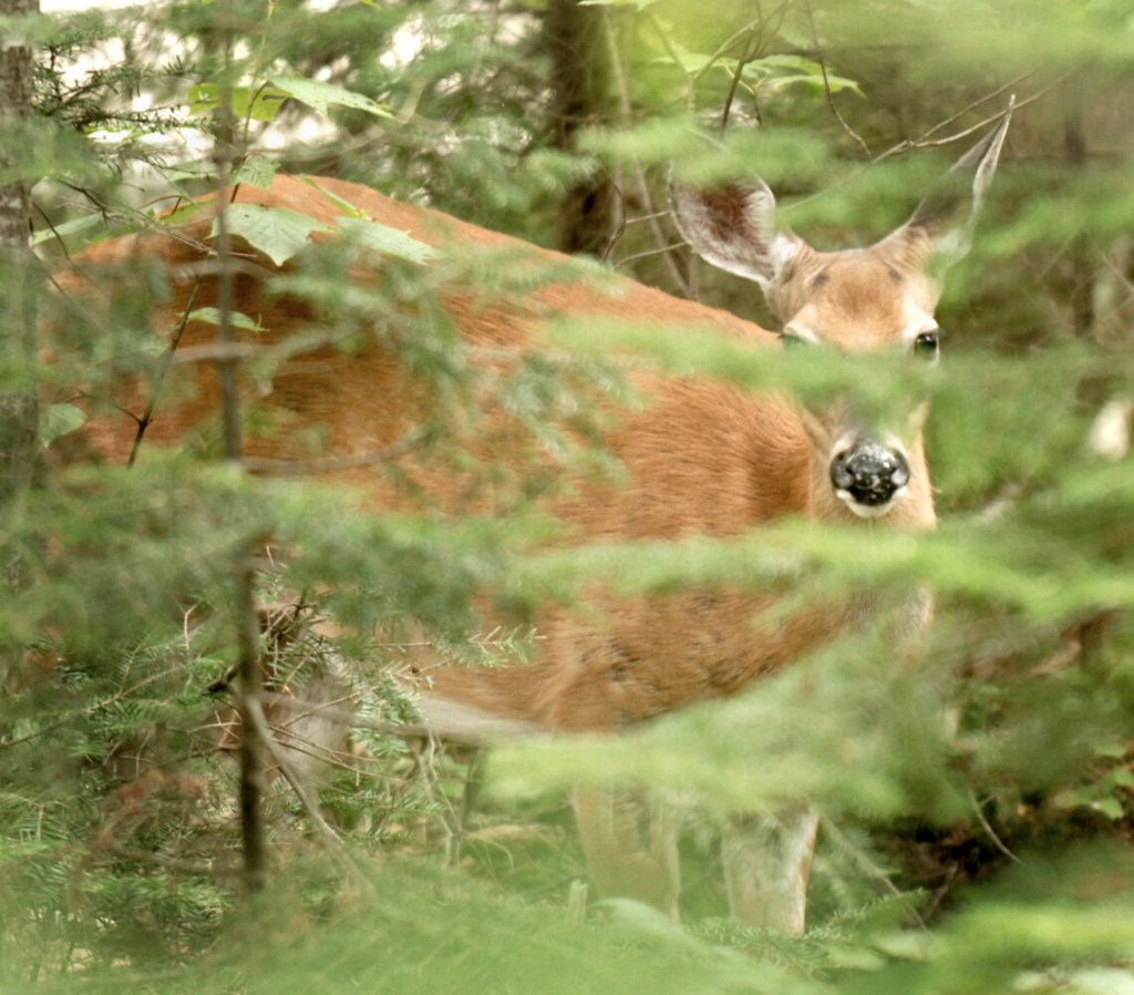 Hunting: Expanded archery season for deer presents challenges