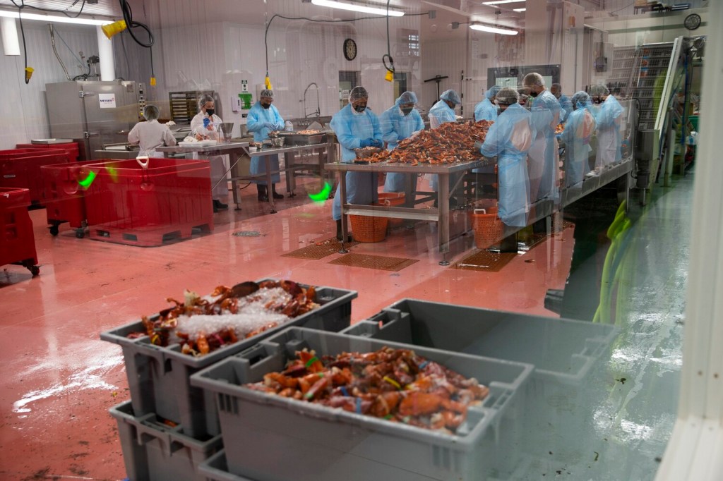 Under pressure: Maine lobster processors embrace tech to create new ...