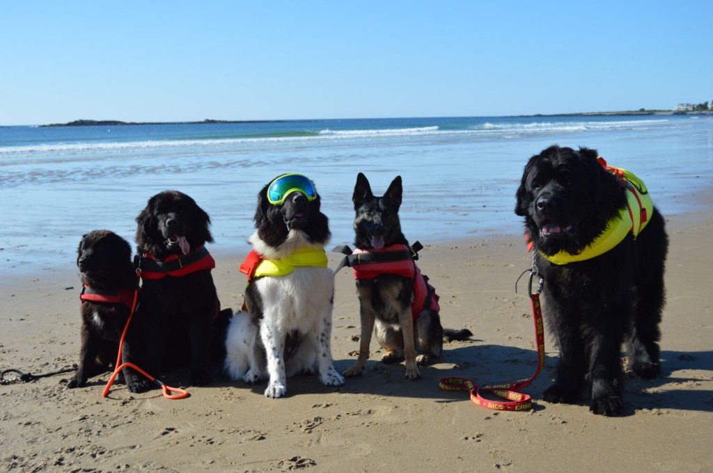 Dog to help lifeguard conduct rescues at Scarborough Beach